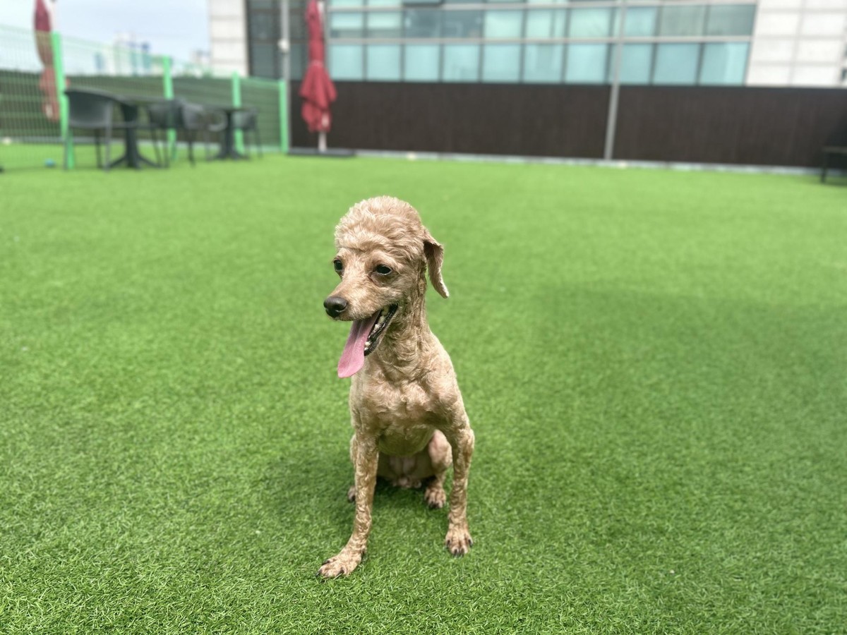 푸들 봉순 샴입양 셀커크렉스입양 스코티쉬폴드입양 스핑크스입양 아메리칸숏헤어입양 아비시니안입양 터키시앙고라입양 페르시안입양 애완견입양 반려견입양 털빠짐없는소형견종류