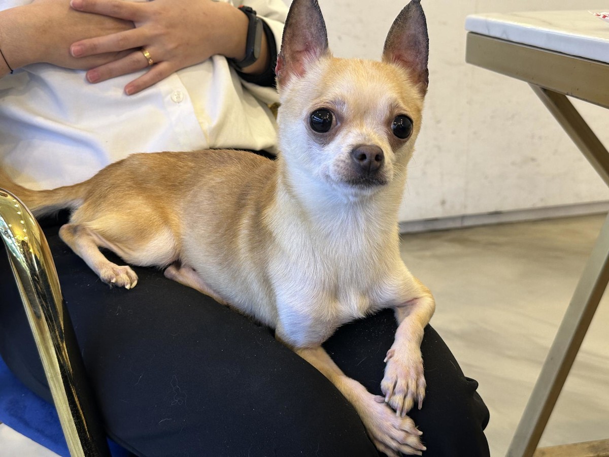 치와와 렉터 엑조틱크기 터키시앙고라크기 페르시안크기 하이랜드폴드크기 애완견크기 반려견크기 소형견무료입양사이트 중형견무료입양사이트 대형견무료입양사이트 미니비숑프리제무료입양