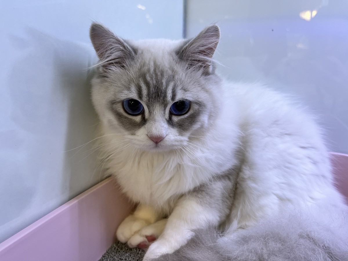 렉돌 꼬이 폼스키크기 폼치크기 폼피츠크기 푸숑크기 노르웨이숲크기 데본렉스크기 뱅갈크기 샴크기 셀커크렉스크기 스핑크스크기 아메리칸