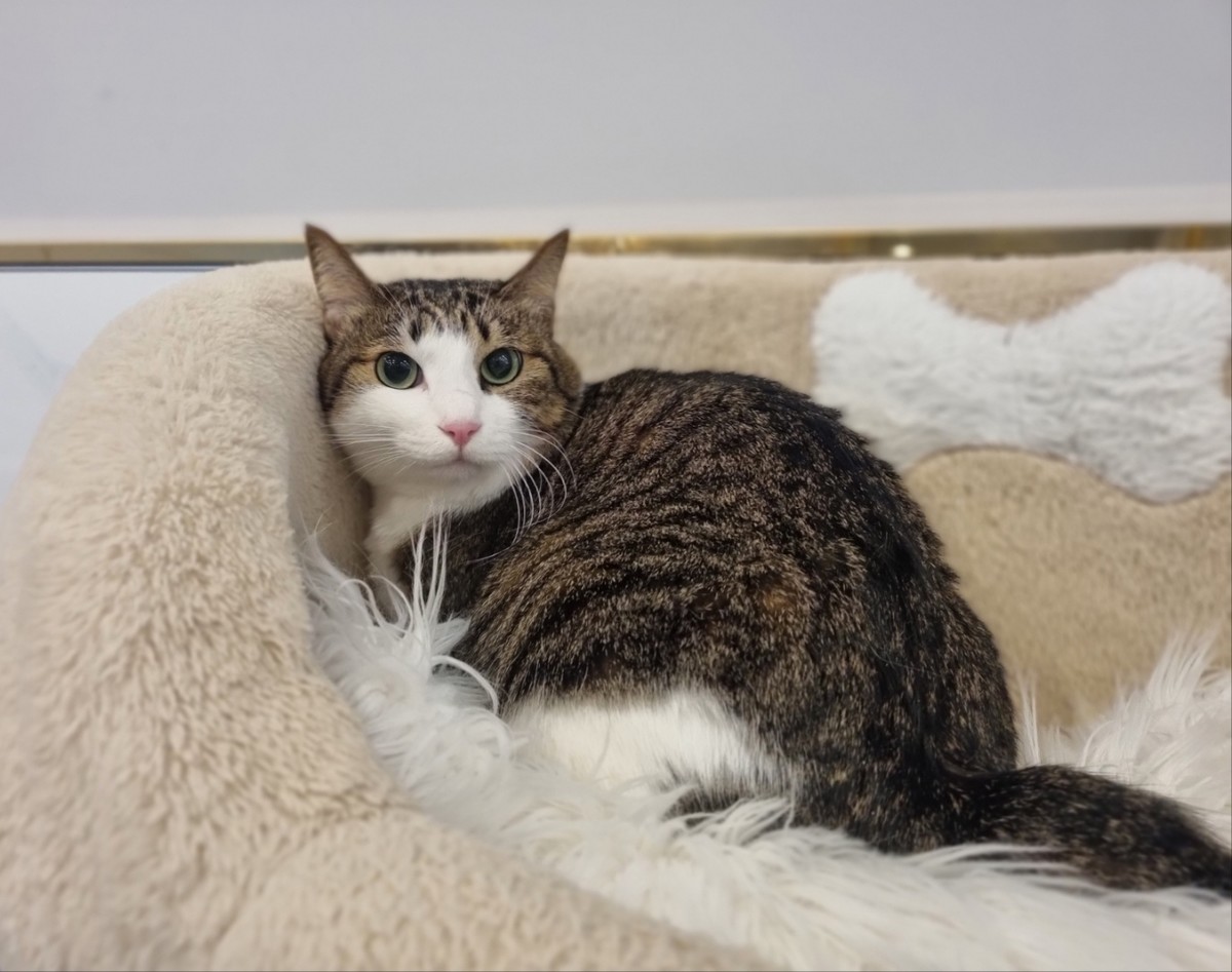 코리안숏헤어 이리 닥스훈트무료입양사이트 도베르만무료입양사이트 말티치무료입양사이트 말티폼무료입양사이트 보더콜리무료입양사이트 프렌치불독무료입양사이트 빠삐용무료입양사이트 파피용