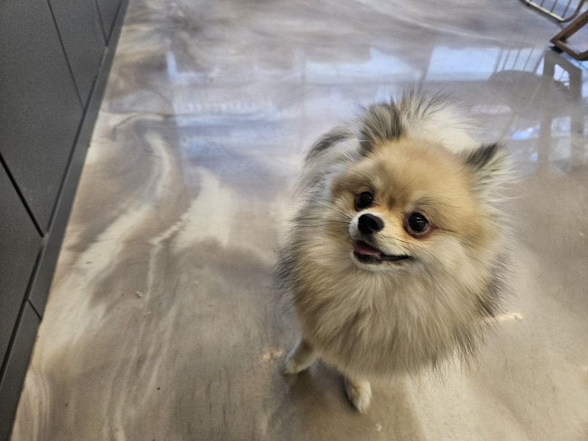 포메라니안 콩이 애완견성격 반려견성격 소형견크기 중형견크기 미니비숑프리제크기 토이푸들크기 골든리트리버크기 래브라도리트리버크기 닥스훈트크기 도베르만크기 말티치크기 말티폼크기