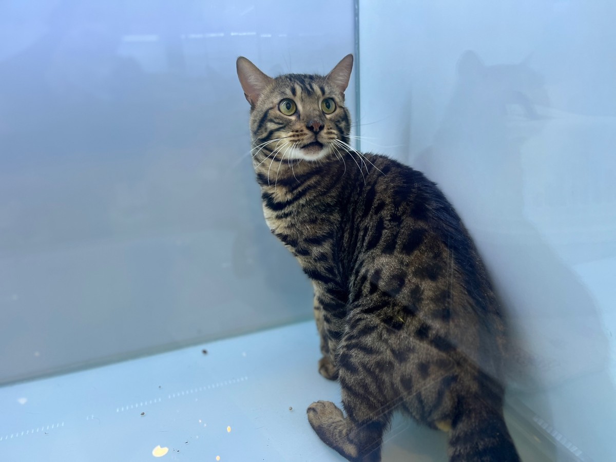 뱅갈 까미 토이브리티쉬숏헤어입양 토이스코티쉬폴드입양 토이러시안블루입양 토이강아지입양 토이고양이입양 오드아이먼치킨무료분양 오드아이랙돌무료분양 오드아이브리티쉬숏헤어무료분양