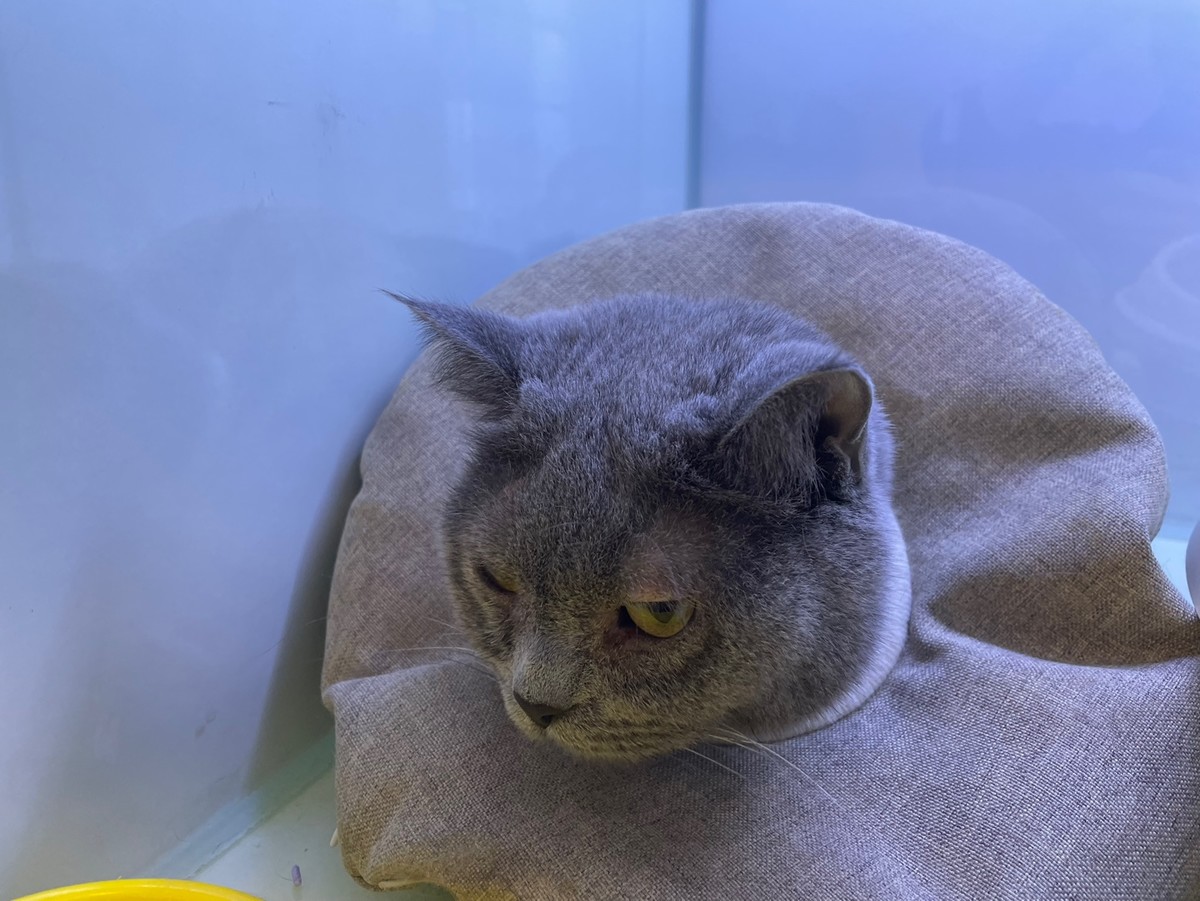 브리티쉬숏헤어 후추 푸숑책임분양 노르웨이숲책임분양 데본렉스책임분양 뱅갈책임분양 샴책임분양 셀커크렉스책임분양 스핑크스책임분양 아메리칸숏헤어책임분양 아메리칸컬책임분양 아비시니안