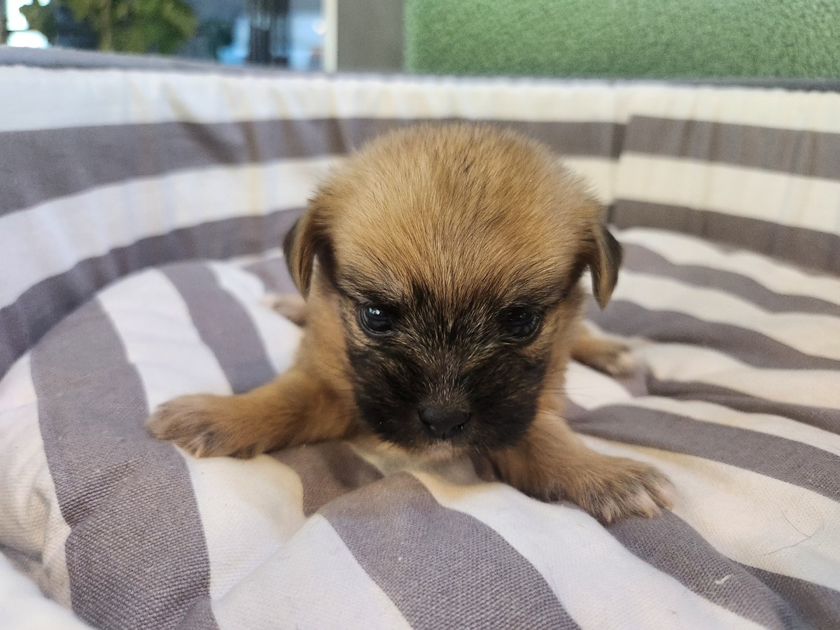 시츄믹스 만세 말티즈크기 말티푸크기 푸들크기 먼치킨크기 랙돌크기 브리티쉬숏헤어크기 스코티쉬폴드크기 러시안블루크기 강아지크기 고양이크기 유기견임시보호 유기묘임시보호 강아지임시