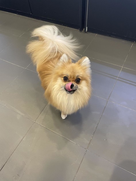 포메라니안 별이 요크셔테리어무료입양사이트 웰시코기무료입양사이트 이탈리아그레이하운드무료입양사이트 치와와무료입양사이트 코카스파니엘무료입양사이트 폼스키무료입양사이트 폼치무료입양