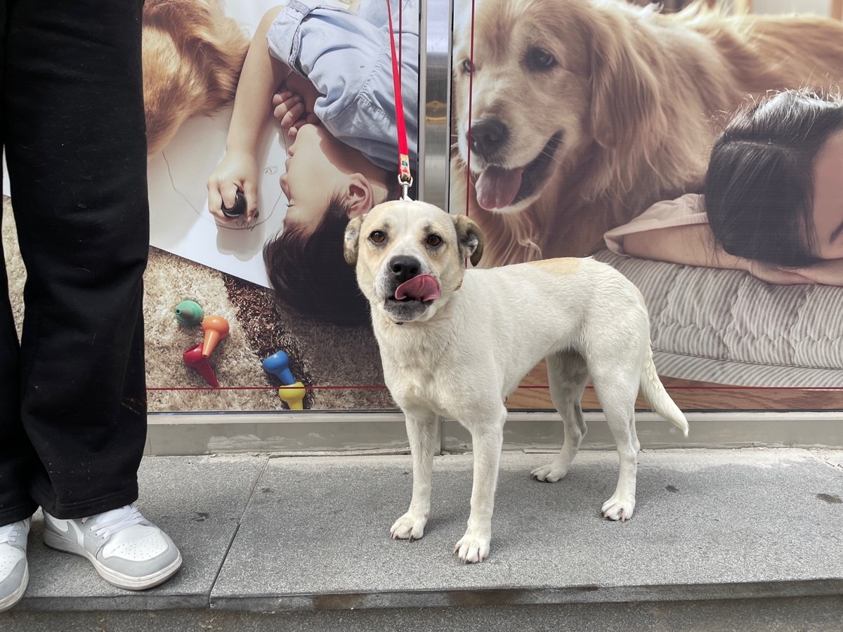 믹스견 루비 요크셔테리어무료입양사이트 웰시코기무료입양사이트 이탈리아그레이하운드무료입양사이트 치와와무료입양사이트 코카스파니엘무료입양사이트 폼스키무료입양사이트 폼치무료입양사이트