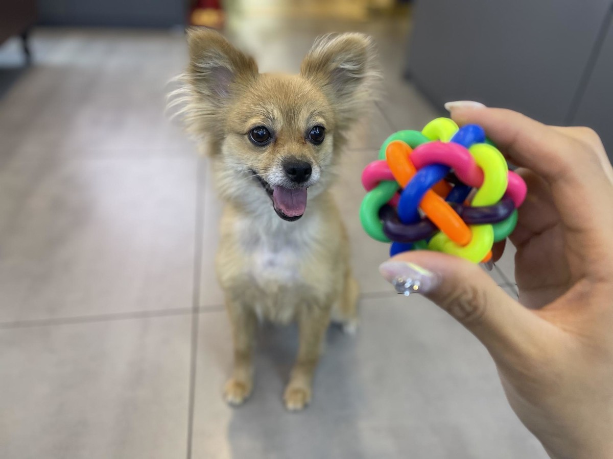 비숑프리제분양가 유기견 미니비숑 웰시코기분양 스피츠 요크셔테리어분양 먼치킨고양이 노르웨이숲고양이분양 보리 책임분양 강아지배변훈련 도그마루 홈스쿨 강아지훈련소 강아지