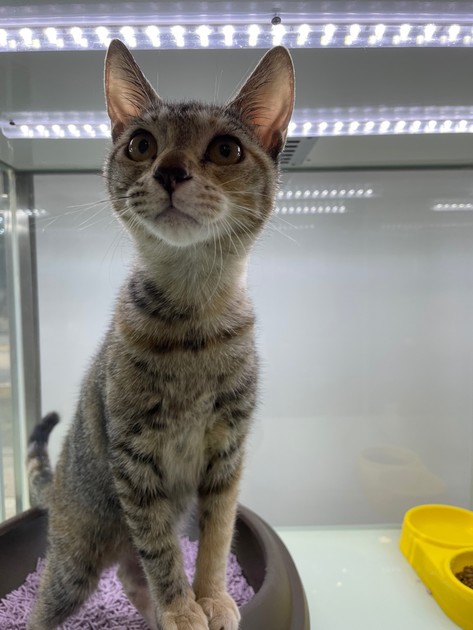 일산 2021 0192 코리안숏헤어 캐리 책임분양 코리안숏헤어 비숑프리제분양 치와와분양 고양이보호소 광주유기견보호센터 광주광역시유기견보호센터 유기견보호센터봉사 리트리버