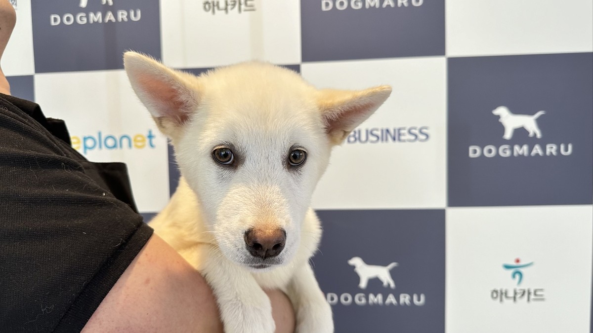 진도믹스 다다 푸숑책임분양 노르웨이숲책임분양 데본렉스책임분양 뱅갈책임분양 샴책임분양 셀커크렉스책임분양 스핑크스책임분양 아메리칸숏헤어책임분양 아메리칸컬책임분양 아비시니안책임