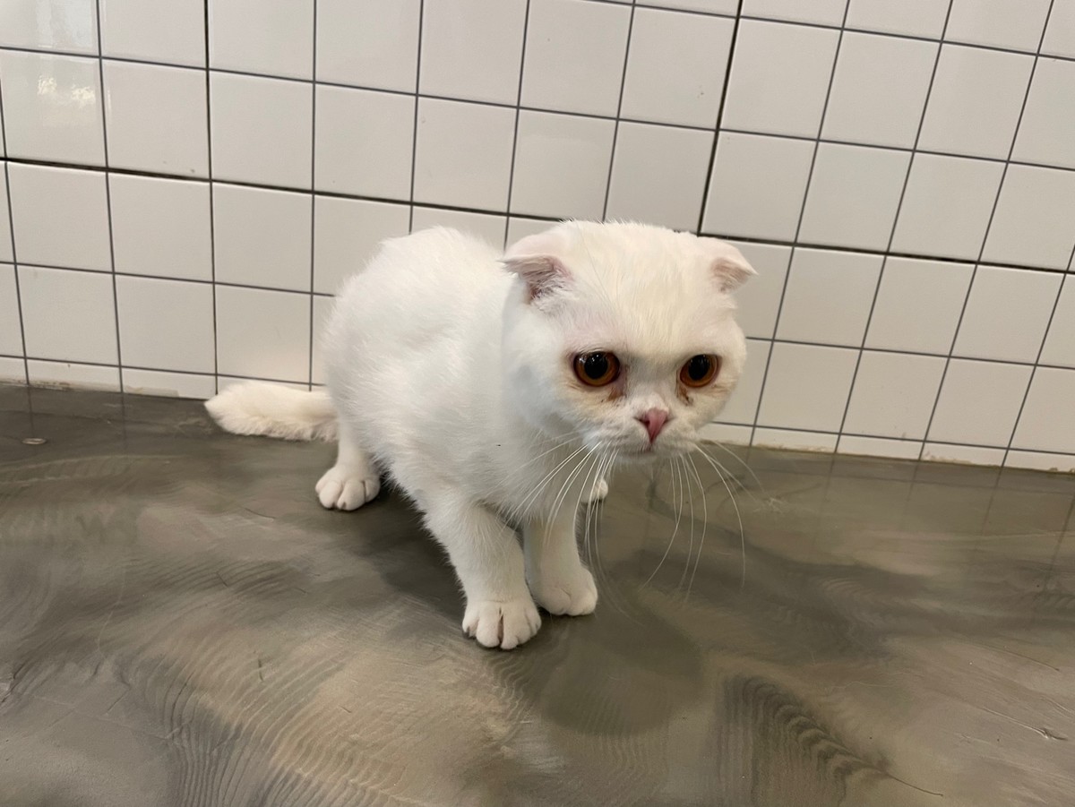 스코티쉬폴드 네고 말티즈크기 말티푸크기 푸들크기 먼치킨크기 랙돌크기 브리티쉬숏헤어크기 스코티쉬폴드크기 러시안블루크기 강아지크기 고양이크기 유기견임시보호 유기묘임시보호 강아지