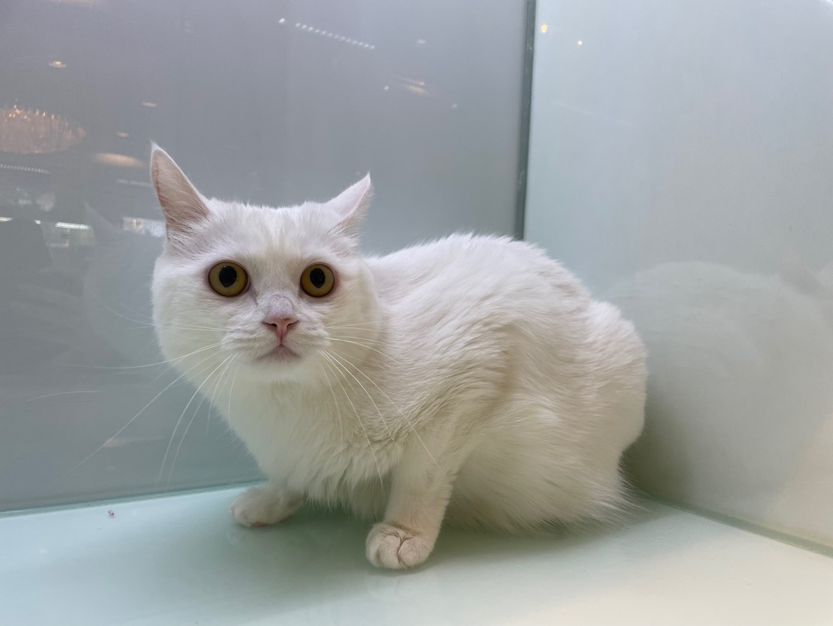 브리티시숏헤어 꽁이 대형견책임분양 미니비숑프리제책임분양 토이푸들책임분양 골든리트리버책임분양 래브라도리트리버책임분양 닥스훈트책임분양 도베르만책임분양 말티치책임분양 말티폼책임