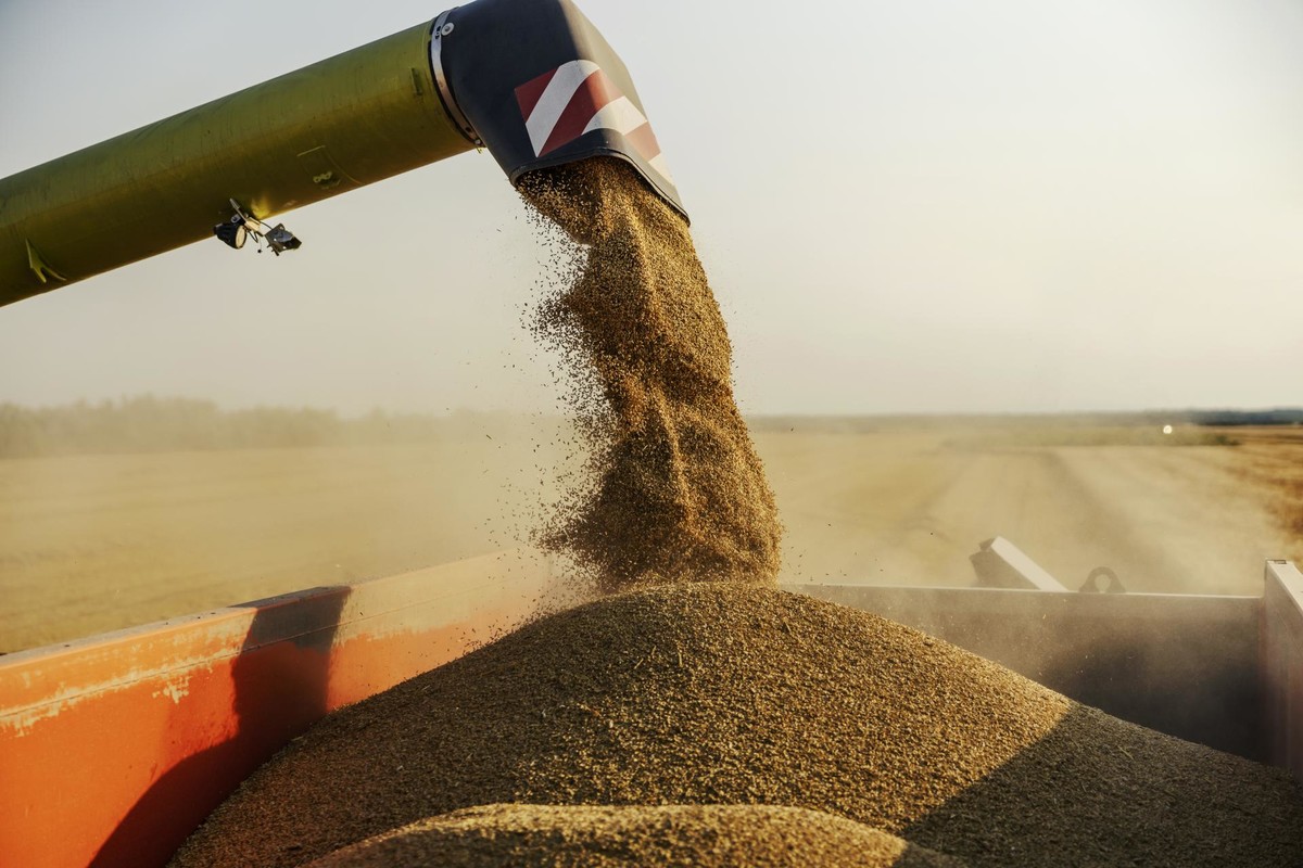 [September 26] Record Grain Production Yet Stock Shortages? IGC's ...