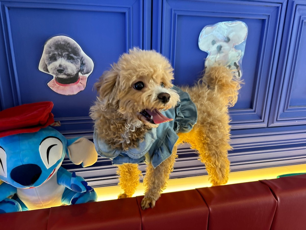 말티푸 베리 이탈리아그레이하운드입양 치와와입양 폼스키입양 폼치입양 폼피츠입양 푸숑입양 고양이입양 랙돌입양 러시안블루입양 먼치킨입양 브리티쉬숏헤어입양 노르웨이숲입양 뱅갈입양