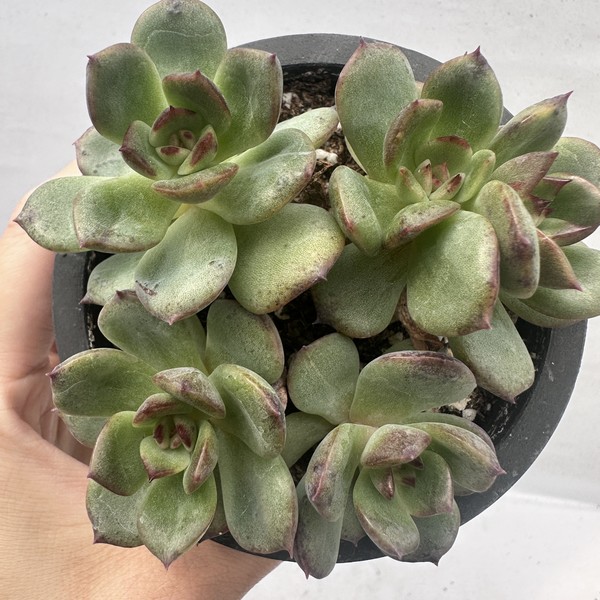 DK Succulents Korea- Rare Korean Succulents