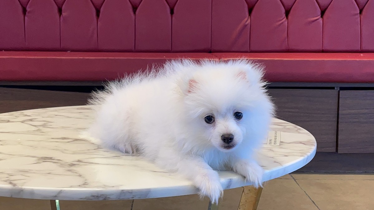 포메라니안 모찌 애완견성격 반려견성격 소형견크기 중형견크기 미니비숑프리제크기 토이푸들크기 골든리트리버크기 래브라도리트리버크기 닥스훈트크기 도베르만크기 말티치크기 말티폼크기