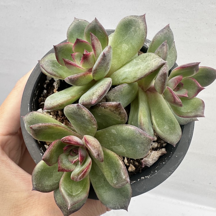 Echeveria Anble-20 : DK Succulents Korea- Rare Korean Succulents