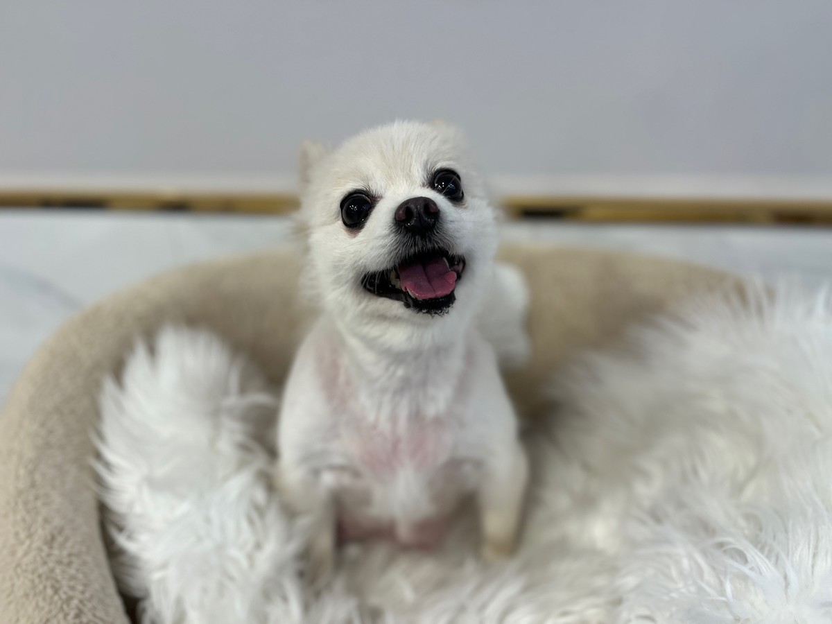 포메라니안 첼라 프렌치불독크기 빠삐용크기 파피용크기 사모예드크기 스피츠크기 시바견크기 시베리안허스키크기 시츄크기 요크셔테리어크기