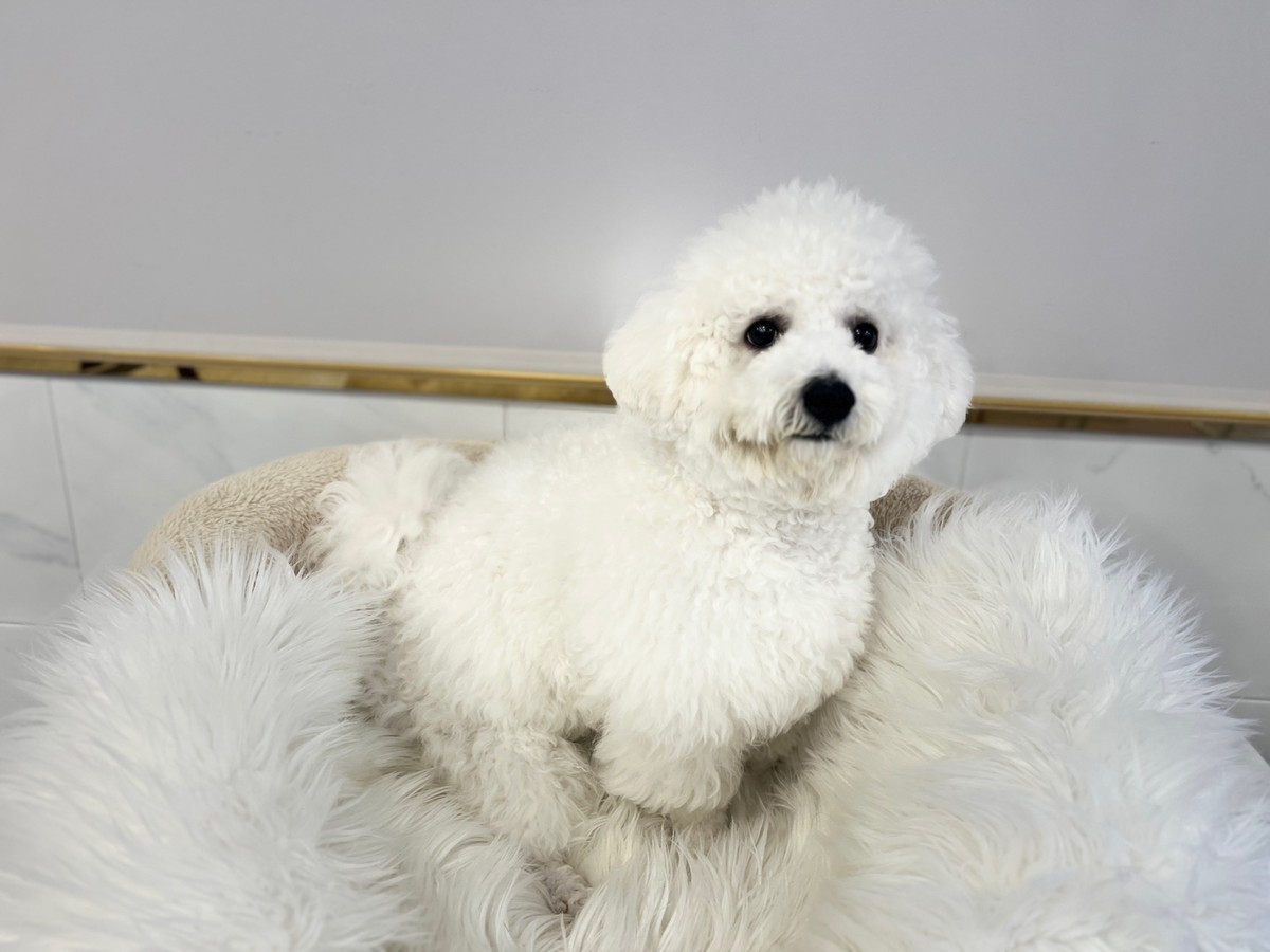 비숑프리제 몽이 폼스키크기 폼치크기 폼피츠크기 푸숑크기 노르웨이숲크기 데본렉스크기 뱅갈크기 샴크기 셀커크렉스크기 스핑크스크기