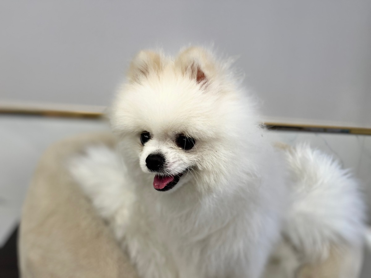 포메라니안 모모 애완견성격 반려견성격 소형견크기 중형견크기 미니비숑프리제크기 토이푸들크기 골든리트리버크기 래브라도리트리버크기 닥스훈트크기 도베르만크기 말티치크기 말티폼크기