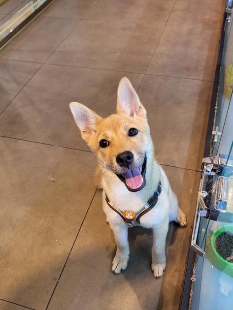 믹스견 베비 요크셔테리어무료입양사이트 웰시코기무료입양사이트 이탈리아그레이하운드무료입양사이트 치와와무료입양사이트 코카스파니엘무료입양사이트 폼스키무료입양사이트 폼치무료입양사이트