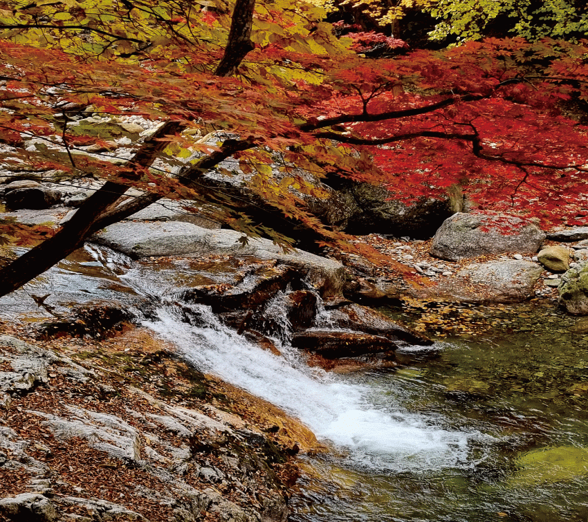 [KTX-당일] 지리산 뱀사골 단풍 (와운마을,천년송) 기차여행 : 역장투어 - KTX로떠나는