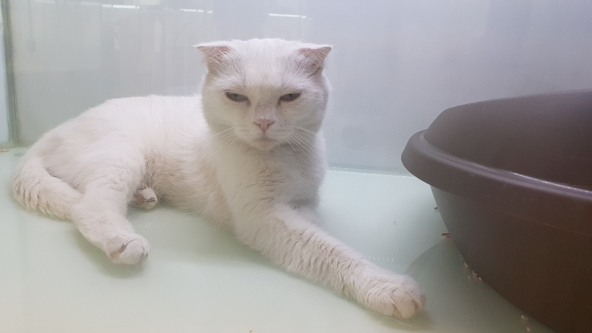 코리안숏헤어 비숑프리제분양 치와와분양 고양이보호소 광주유기견보호센터 광주광역시유기견보호센터 유기견보호센터봉사 리트리버분양 초롱이 강아지배변훈련 도그마루 홈스쿨 강아지