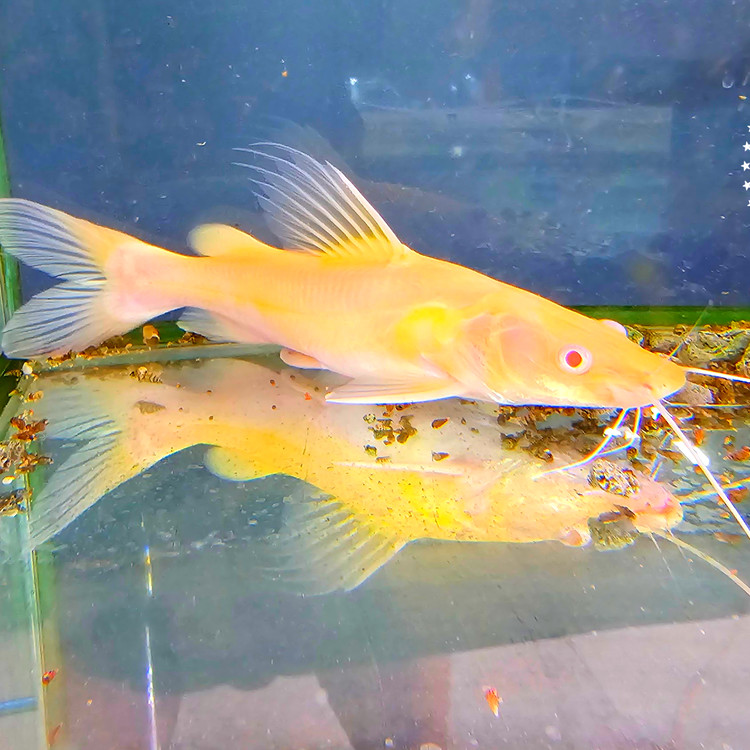 알비노 아시아 레드테일켓 [ Mystus nemurus albino ] : 백경수족관