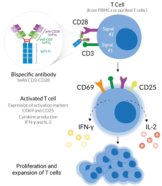 T cell의 CD3과 CD28을 동시에 결합하는 Bispecific antibody CD3-CD28 : Invivogen 제품 소개