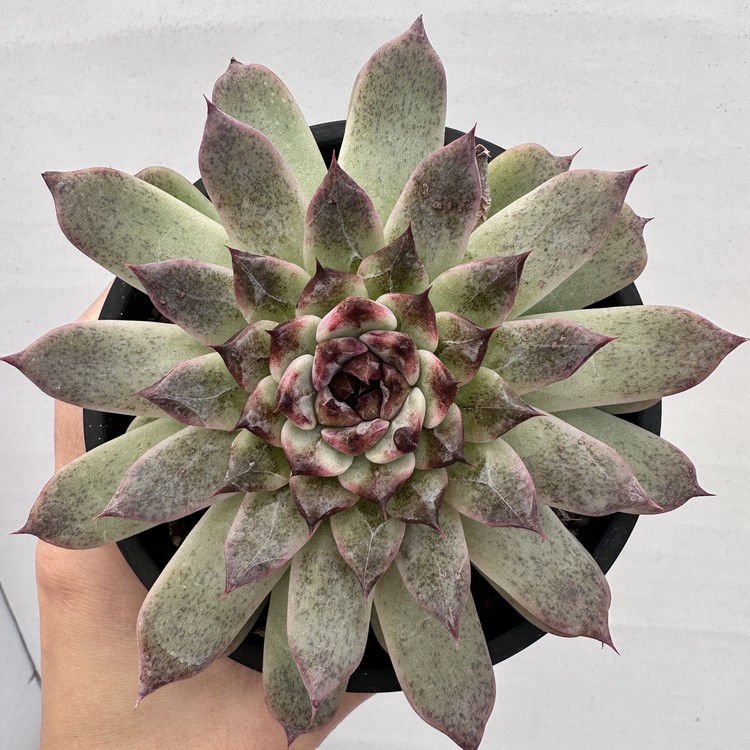Echeveria Jachung-37 : DK Succulents Korea- Rare Korean Succulents