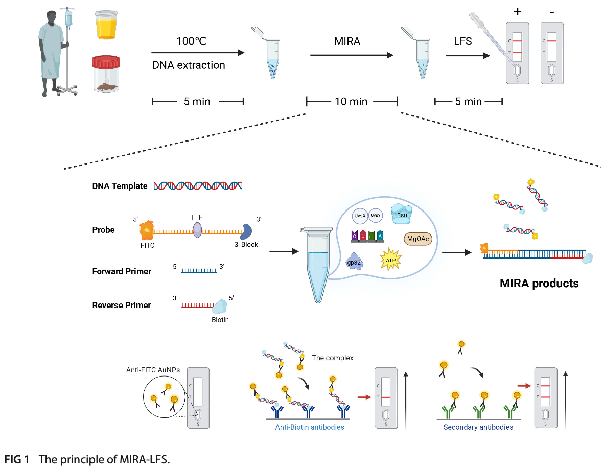 Development and application of a rapid visual detection technique for ...