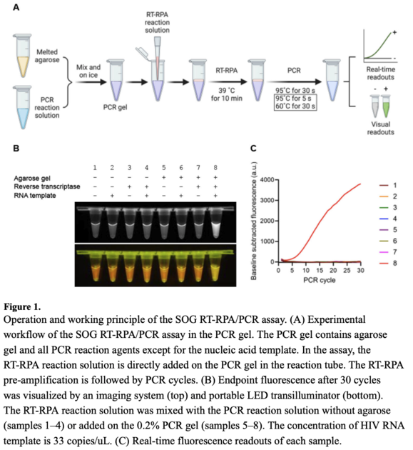 Single-tube one-step gel-based RT-RPA/PCR for highly sensitive ...