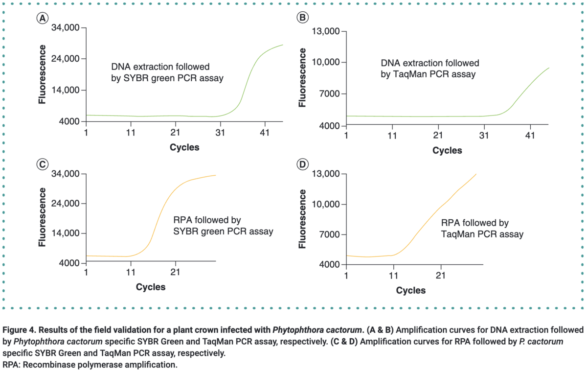 RPA-PCR Couple: an Approach to Expedite Plant Diagnostics and Overcome ...