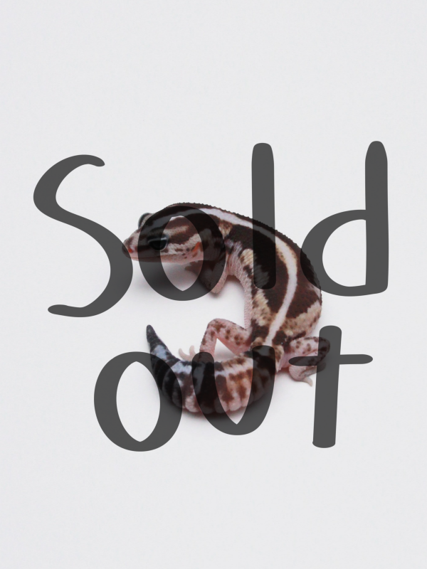 Zero (Het Ghost Oreo Patternless,High Quality) (C501S🚺) : 칵테일샵 ...