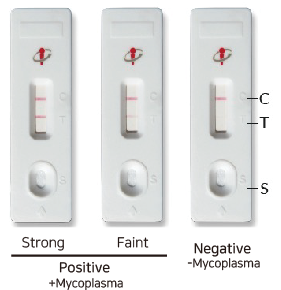1시간 안에 검출 가능한 Mycoplasma Detection Kit : Invivogen 제품 소개