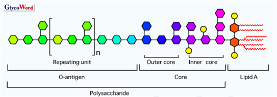 Lipopolysaccharide (LPS) : Invivogen 제품 소개