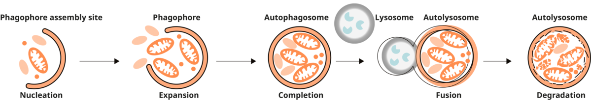 Autophagy Assay Kit : Abcam 제품 소개
