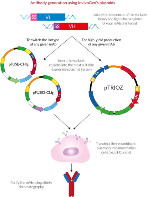 Antibody Generation_pFUSE Collection : Invivogen 제품 소개