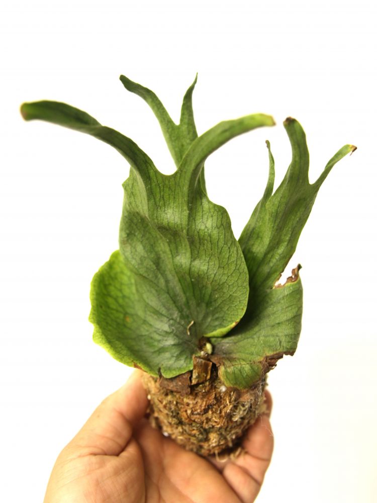 Platycerium wandae 'High finger' : 식물을 키우는 감각