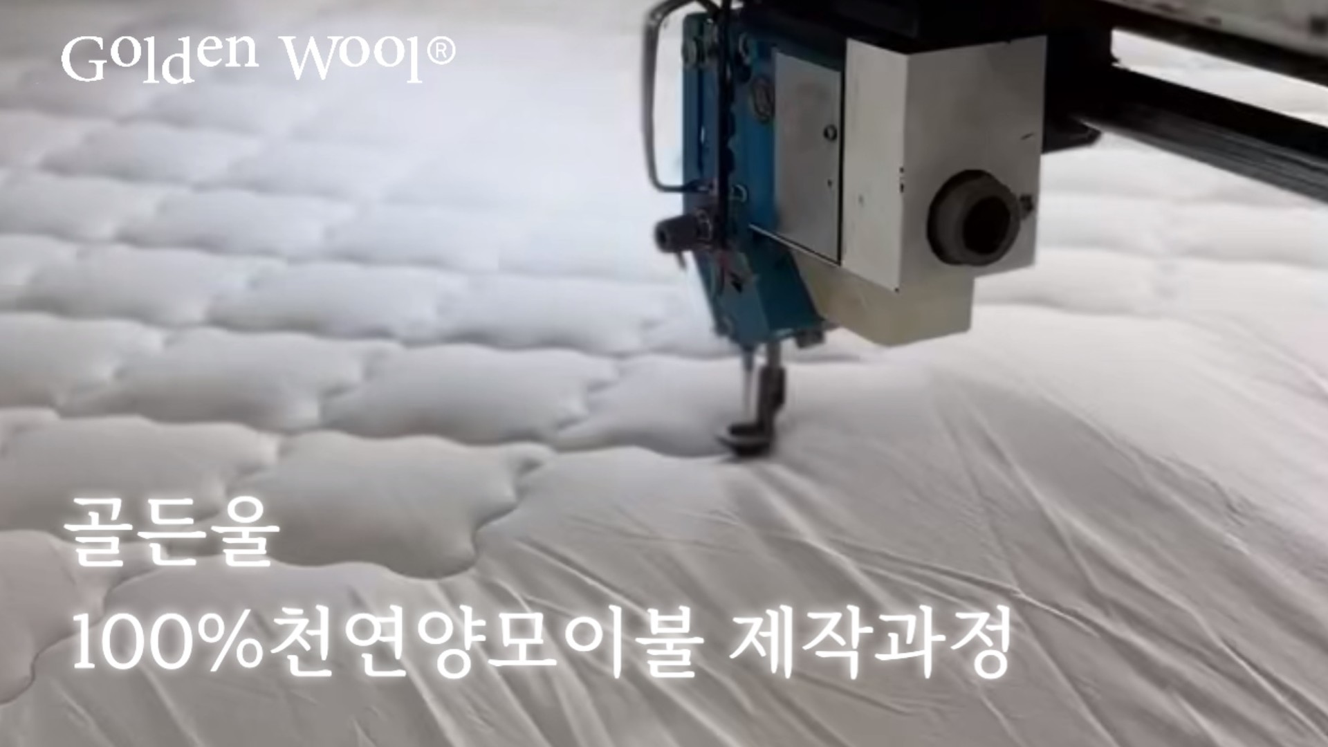 골든울 - Golden Wool®