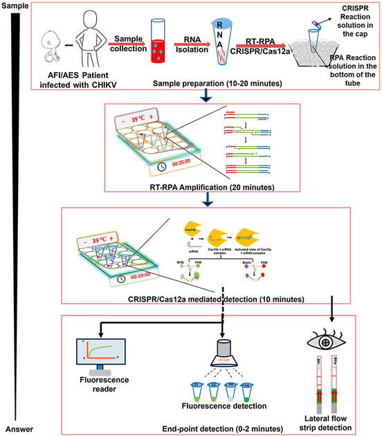 A rapid, specific and ultrasensitive detection of the Chikungunya virus ...