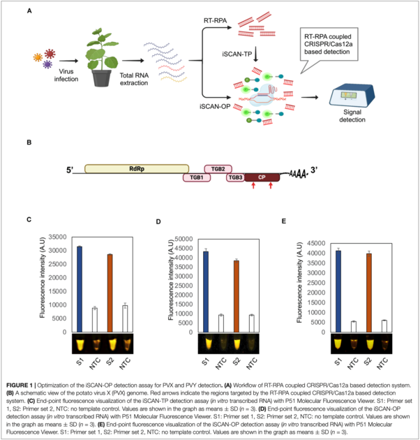 Efficient, Rapid, and Sensitive Detection of Plant RNA Viruses With One ...
