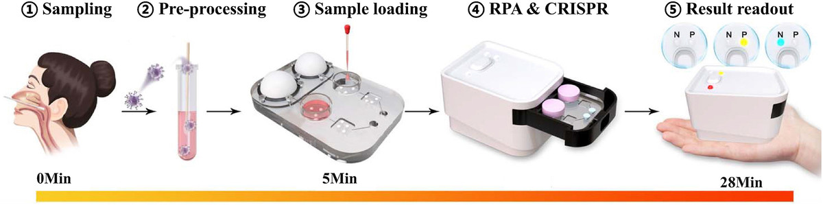 A miniaturized RPA-CRISPR/Cas12a-based nucleic acid diagnostic platform ...