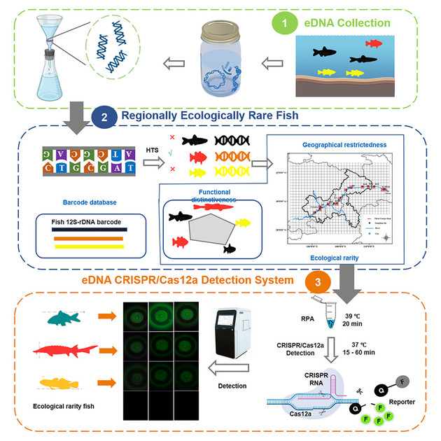 Protocol for detecting eDNA in ecological rare fish using RPA-CRISPR ...