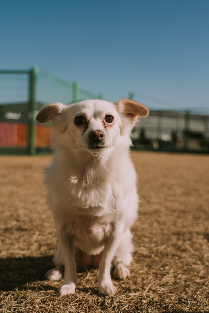 HEEJU : Dreamtailsrescue