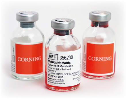 3D Culture의 필수품, Matrigel® : Merck/Sigma 제품 소개