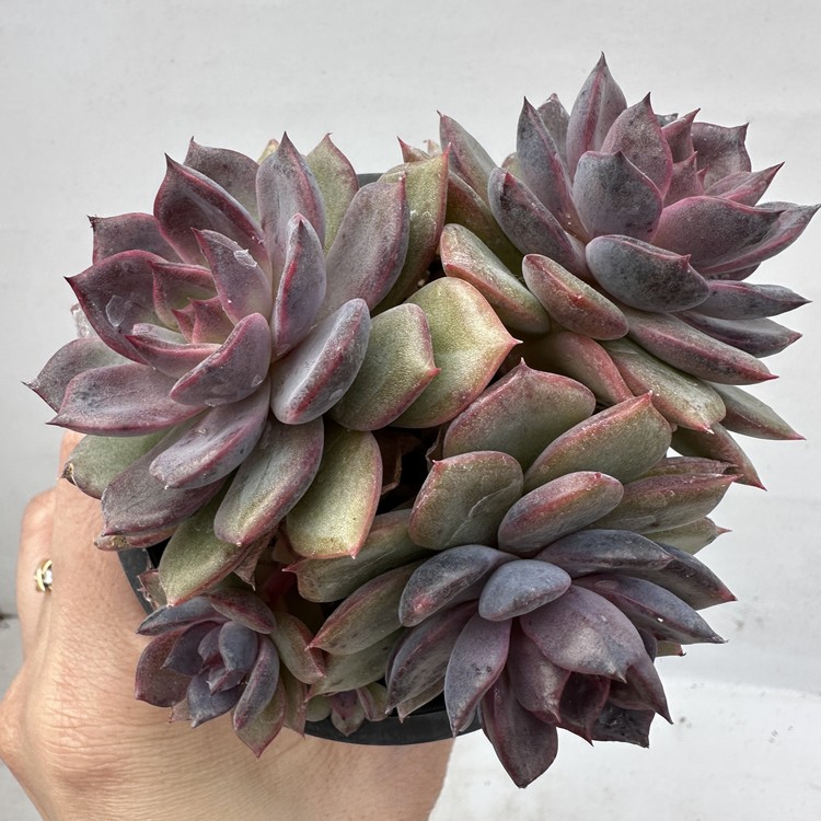 Echeveria Wild Berry Cluster-47 : DK Succulents Korea- Rare Korean Succulents