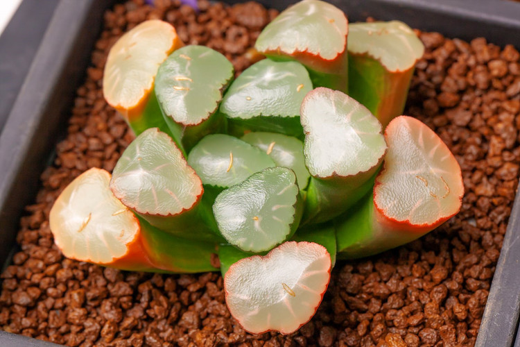 루비스폿 실생(Ruby Spot seedling)-01-26-(3-3/7)-No.59 : 지양하월시아