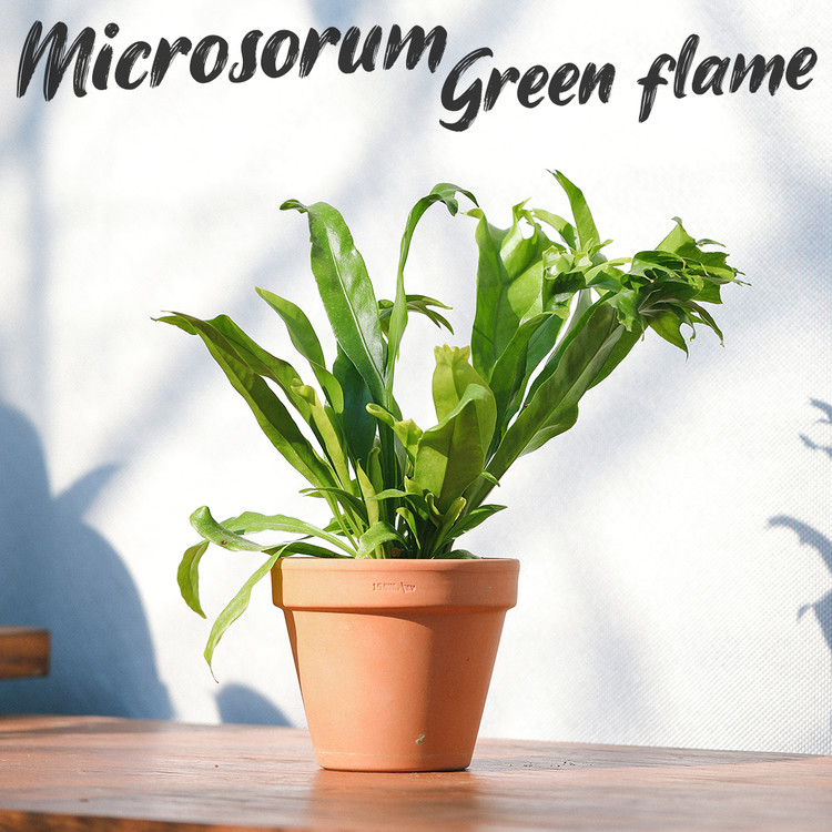 마이크로소럼 그린 플레임 / 반음지식물 고사리키우기 특별한식물선물