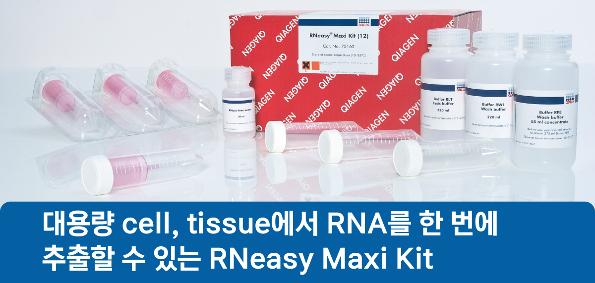 대용량 샘플에서 한 번에 RNA를 추출할 수 있는 RNeasy Maxi Kit. : QIAGEN 제품 소개