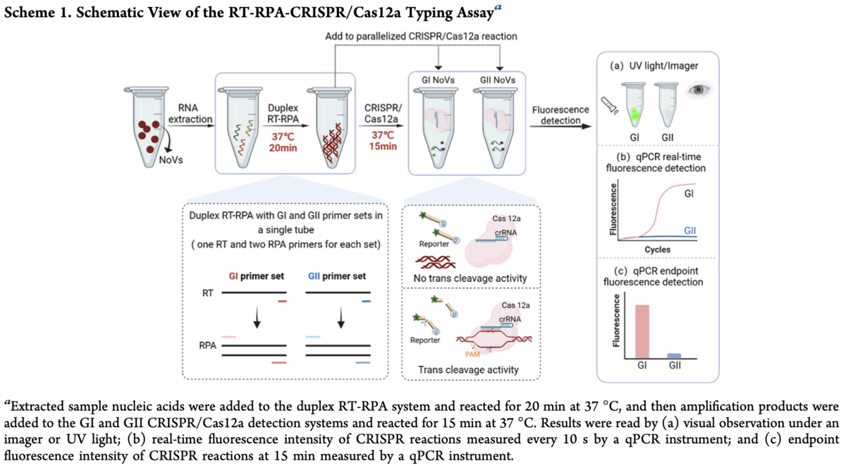 Point-of-Care Testing for Norovirus Typing Using CRISPR/Cas12a Combined ...